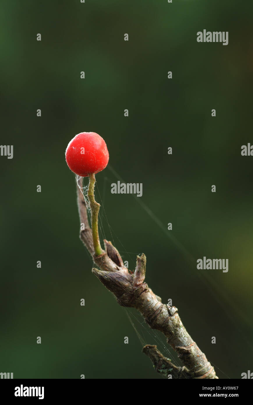 Red berry tree hi-res stock photography and images - Alamy