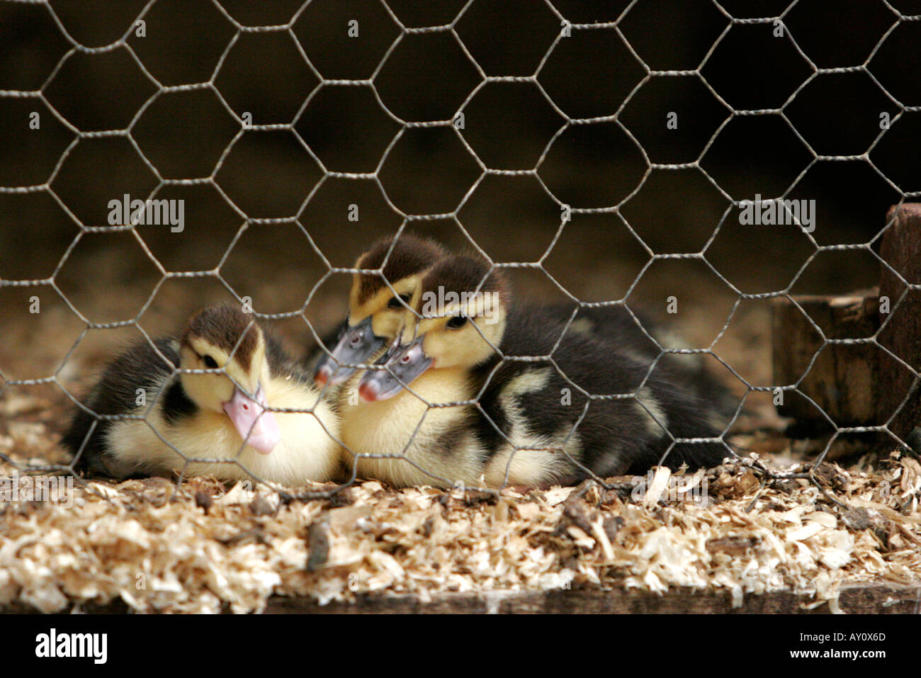 Caged ducklings hi-res stock photography and images - Alamy