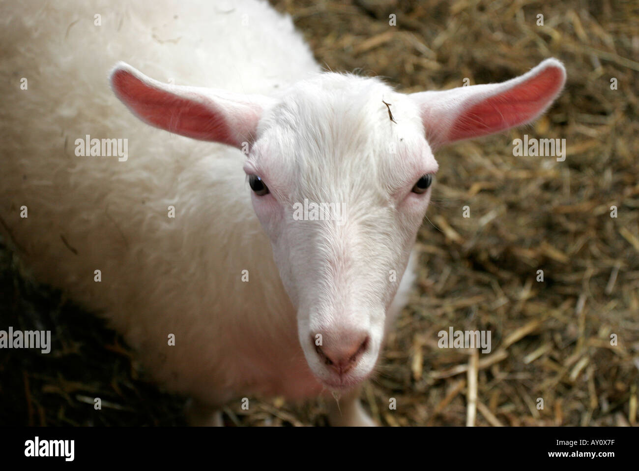 Goat ears hi-res stock photography and images - Alamy