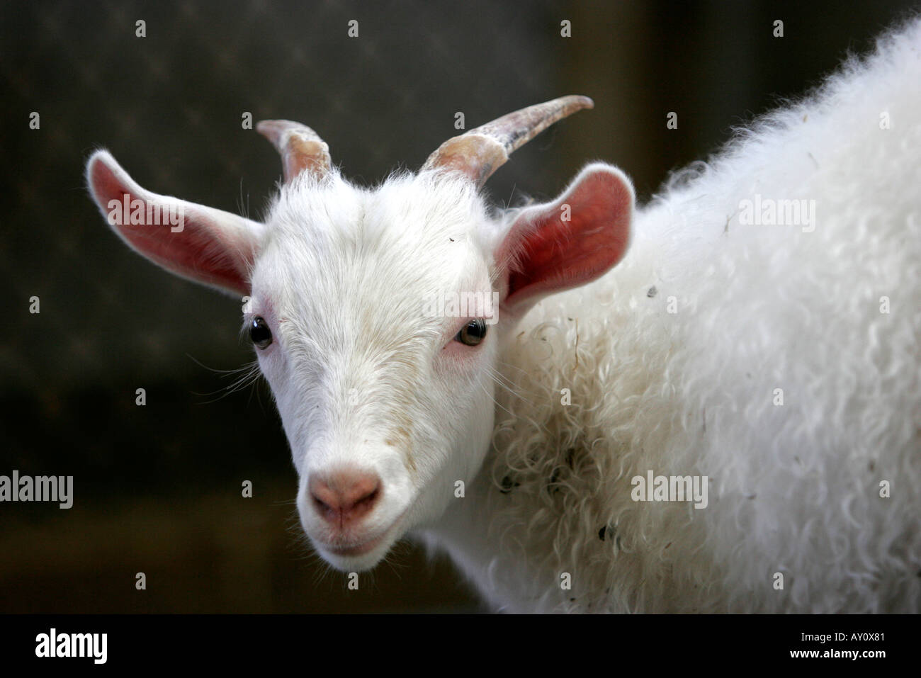 Goat ears hi-res stock photography and images - Alamy