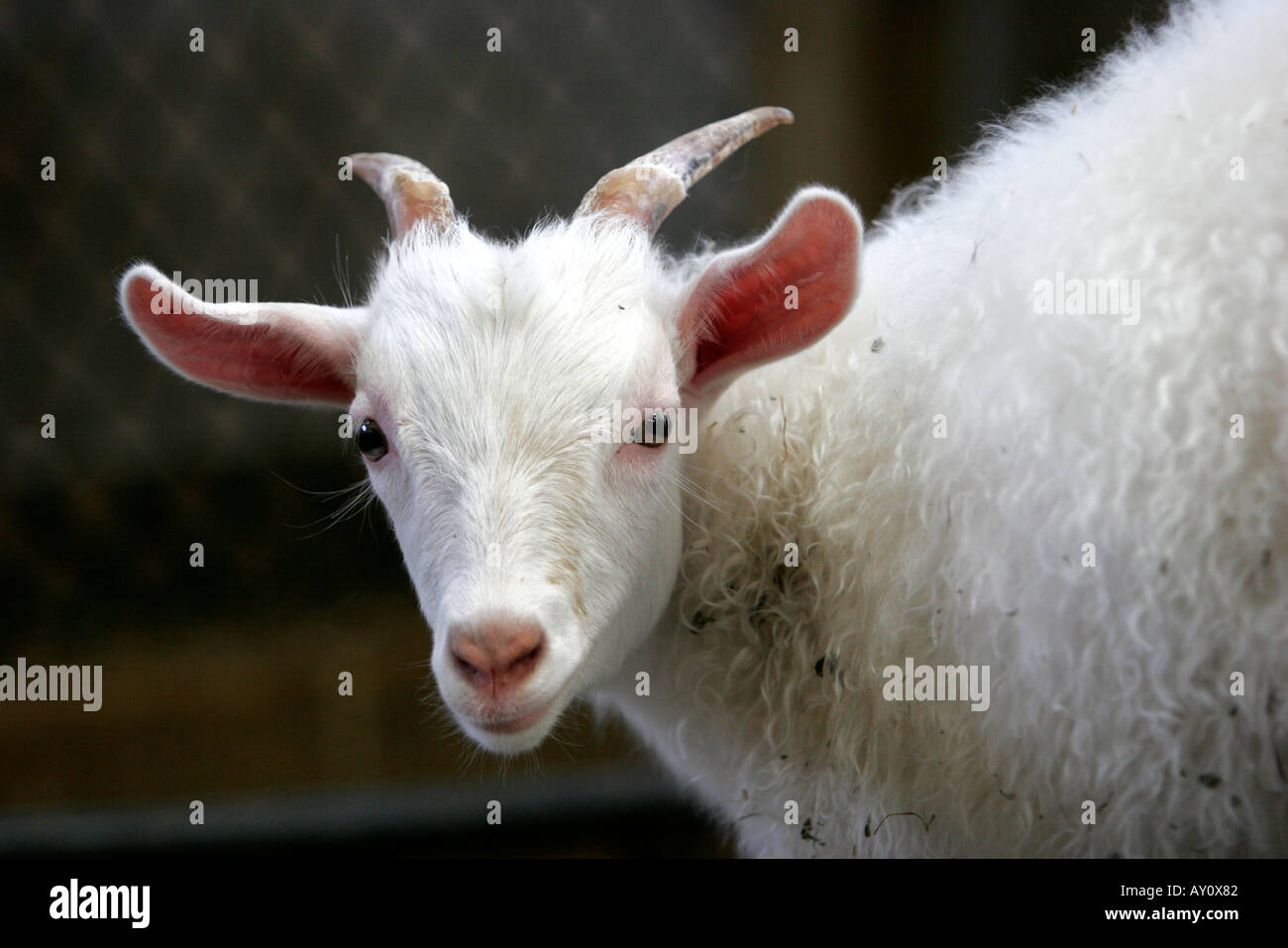 Goat ears hi-res stock photography and images - Alamy