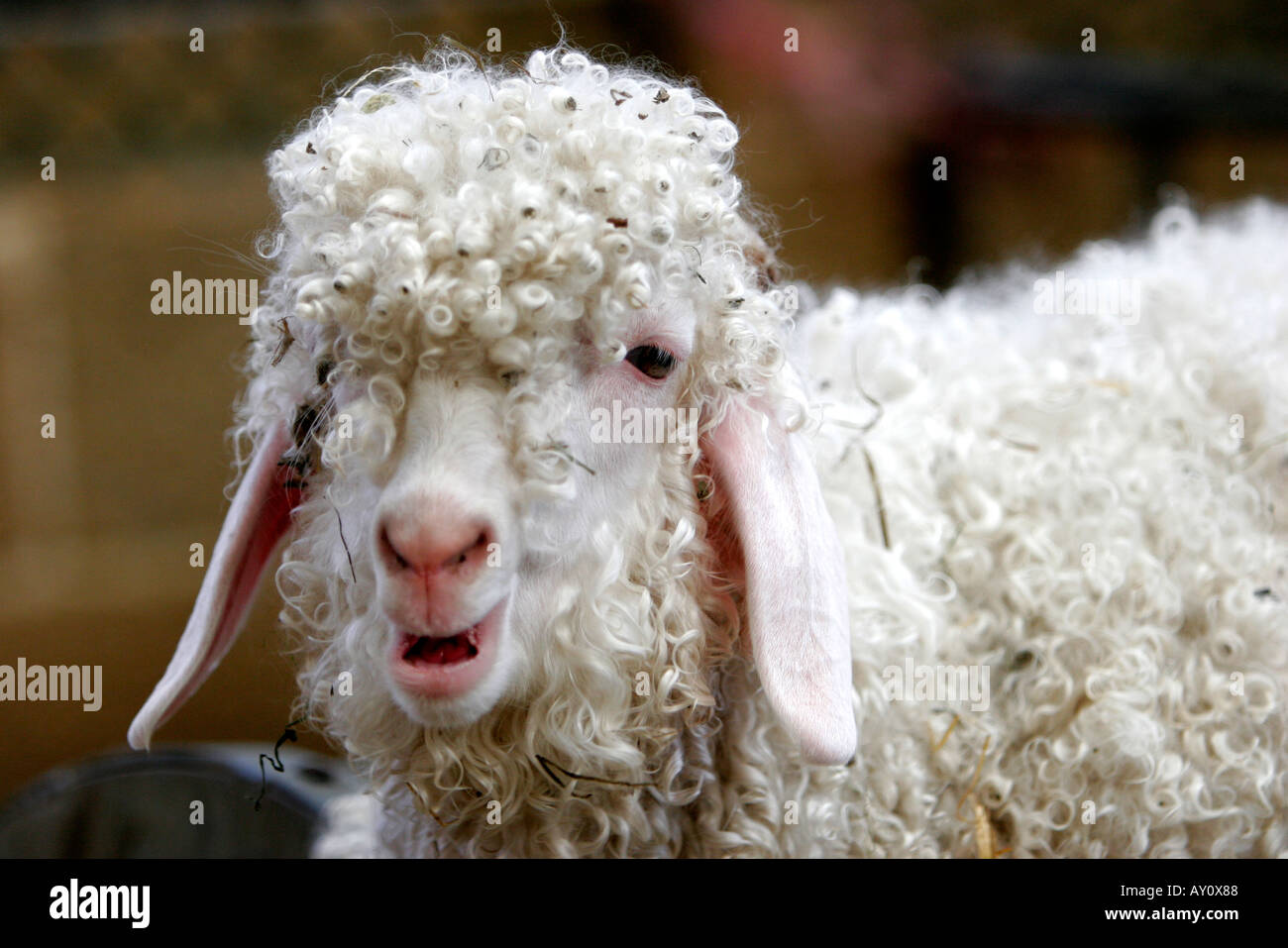 Angora sheep hi-res stock photography and images - Alamy
