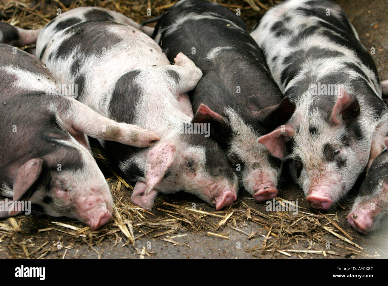 Lazy pigs sleeping Stock Photo - Alamy