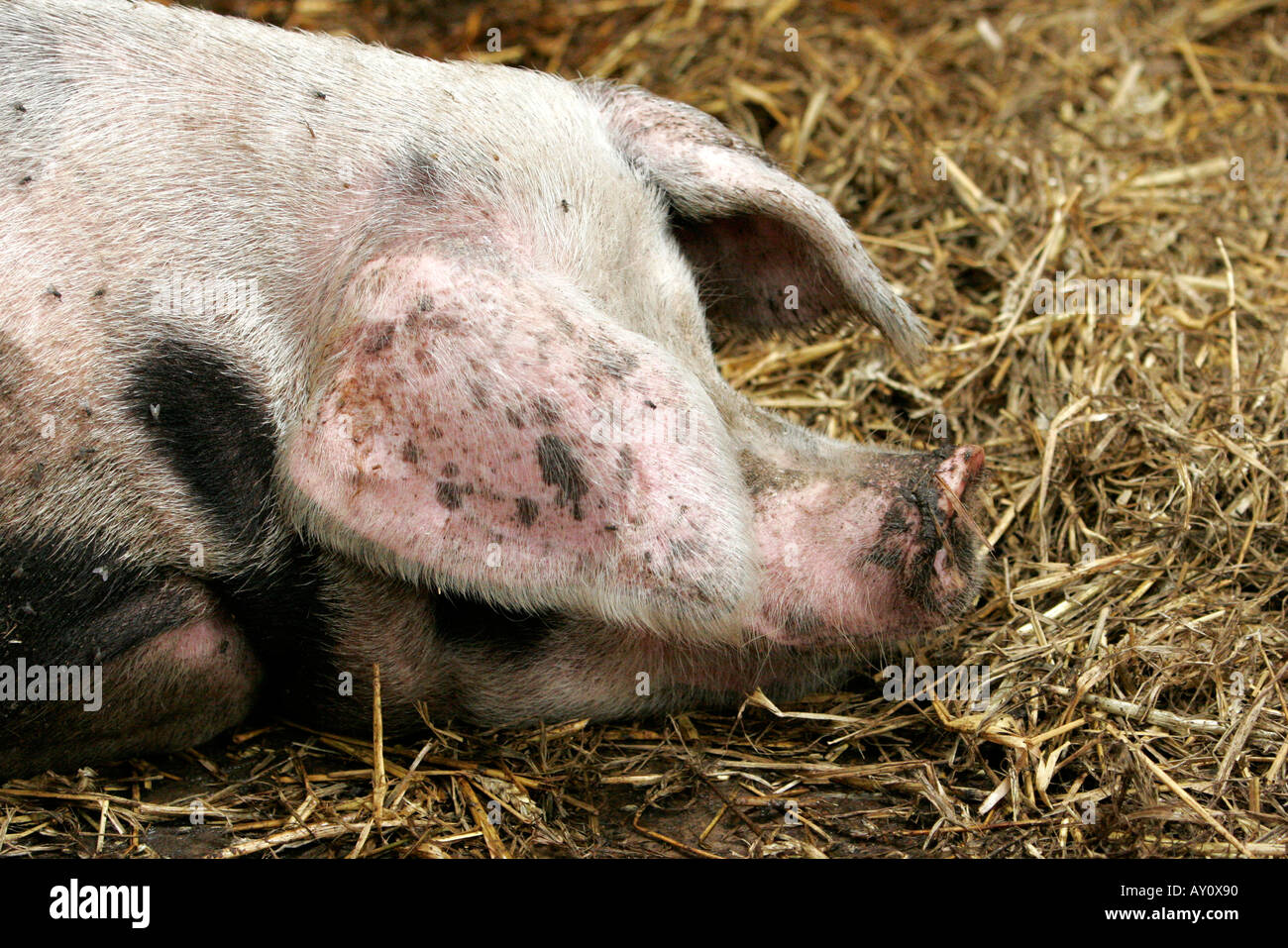 Lazy pigs sleeping Stock Photo - Alamy