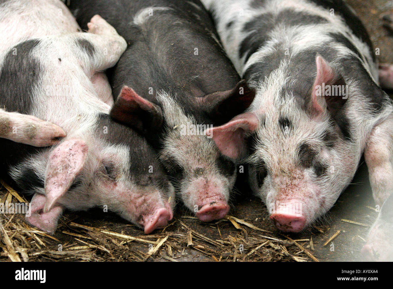 Lazy pigs sleeping Stock Photo - Alamy