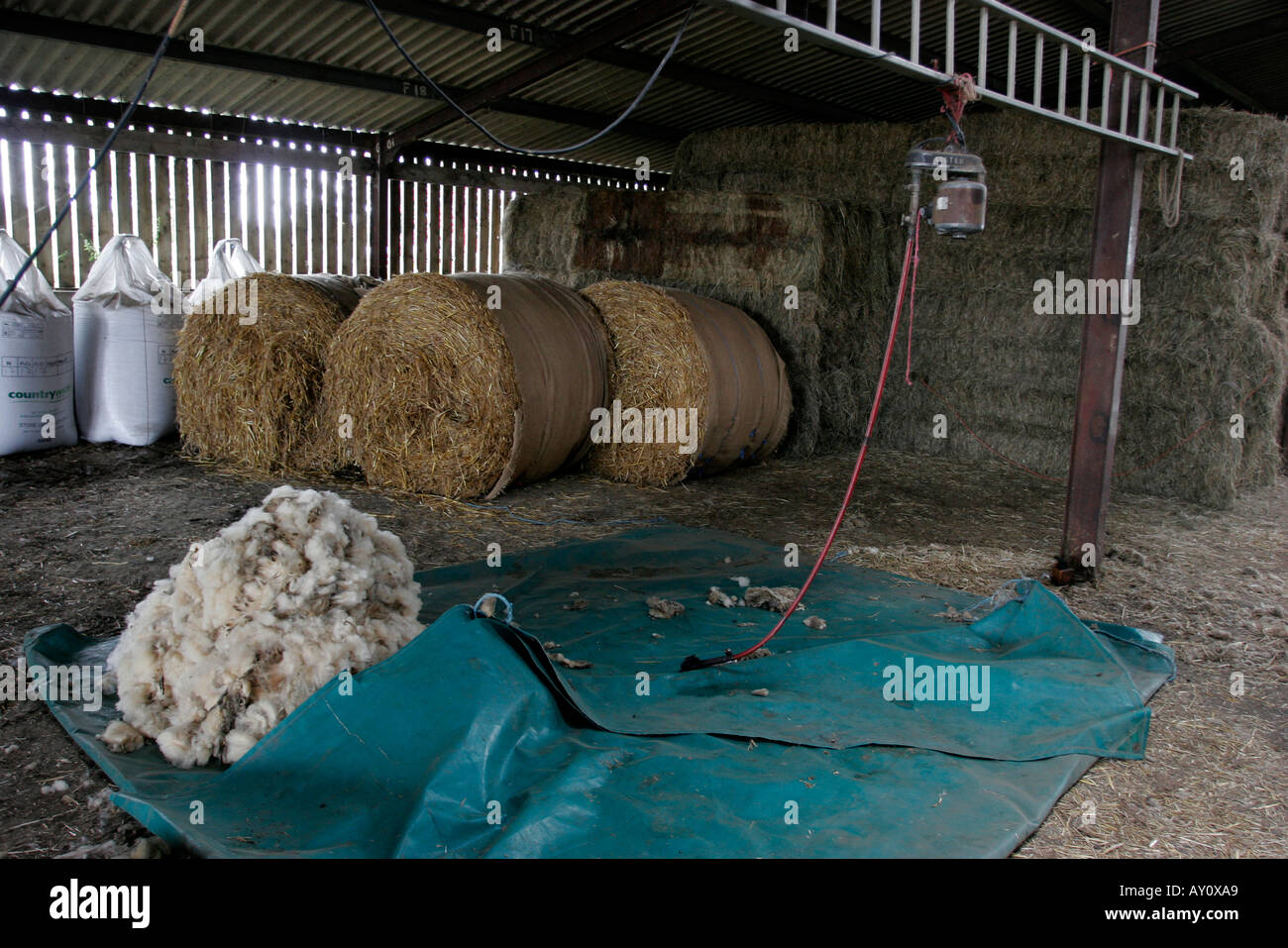 Sheep shearing station Stock Photo - Alamy