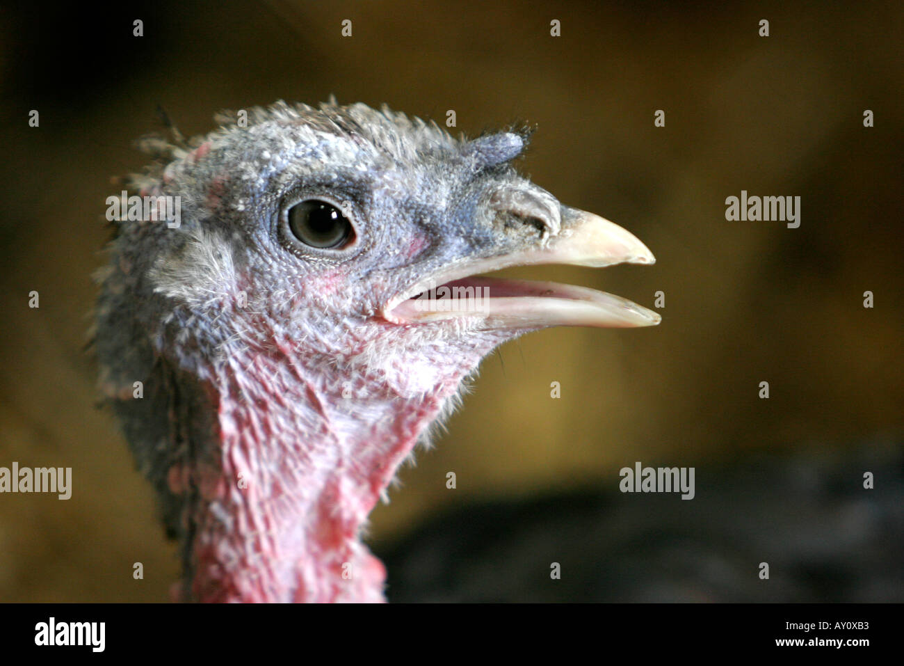 Close up of Turkey's head Stock Photo - Alamy