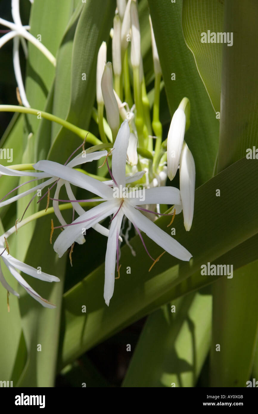 Spider lily spouting horn Hawaii Stock Photo - Alamy