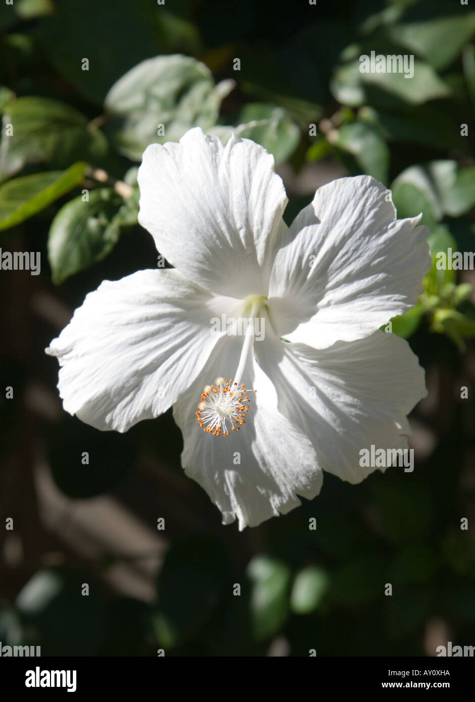 Kokio hibiscus hi-res stock photography and images - Alamy