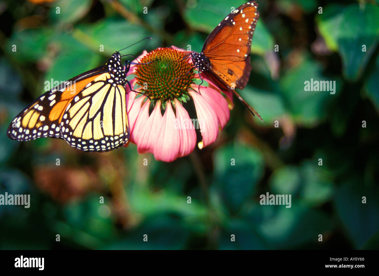 Aesthetic butterfly hi-res stock photography and images - Alamy