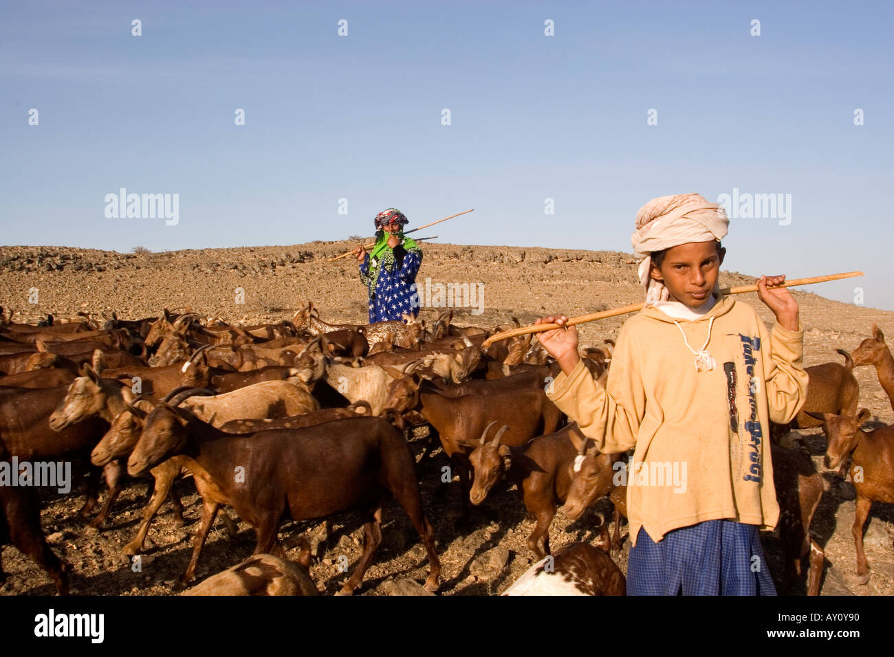 Goat shepherds walking in the hills near Salalah Dhofar region Oman ...