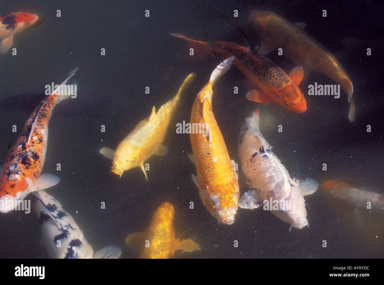 Coy fish in a pond at the Huntington Gardens and Library San Marino ...