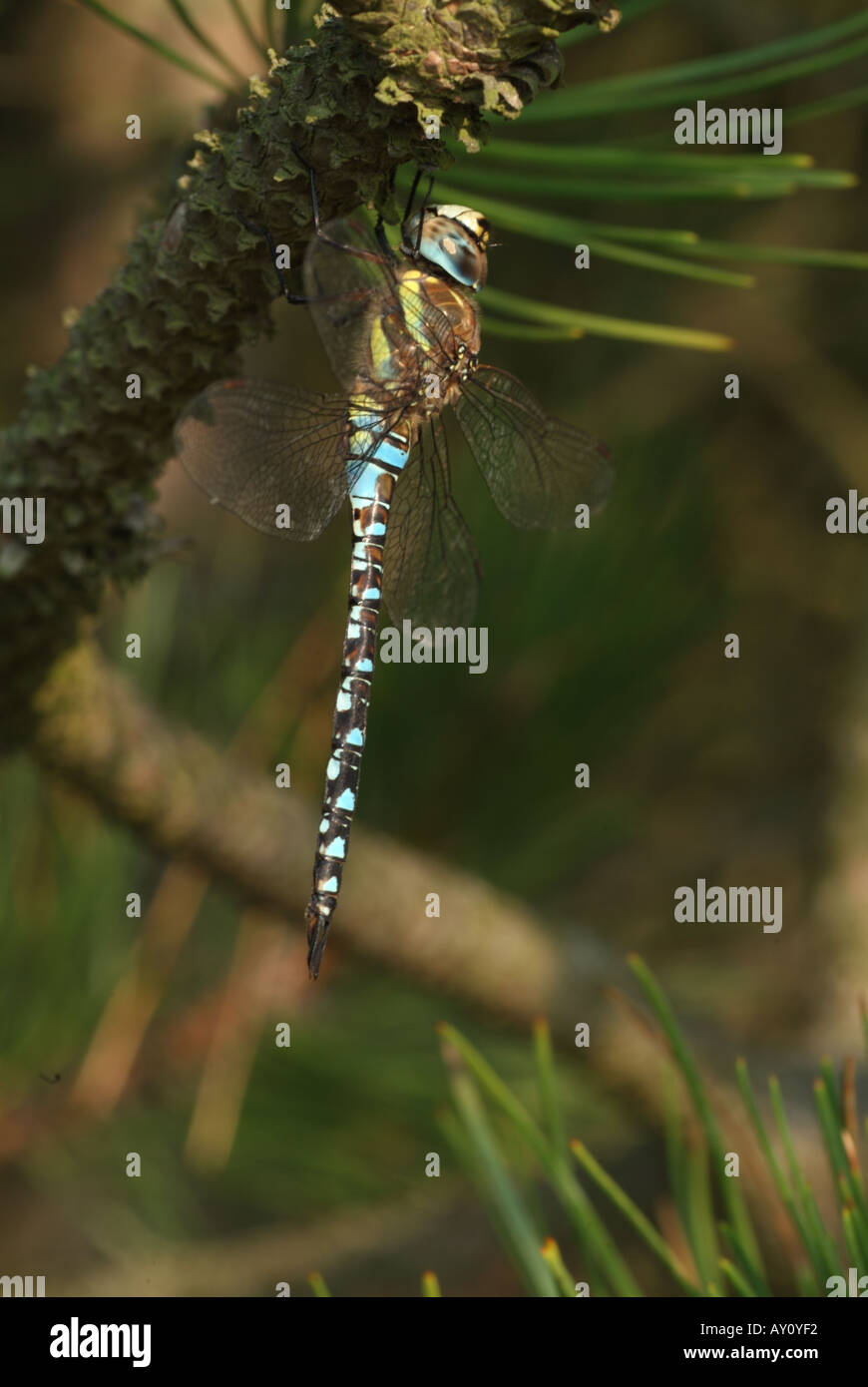 Migrant Hawker (Aeschna mixta Stock Photo - Alamy