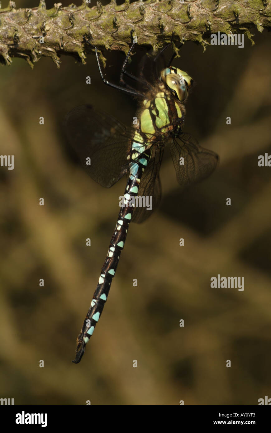 Southern Hawker (Aeshna cyanea Stock Photo - Alamy