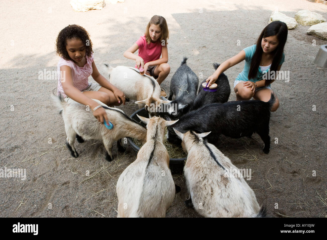 Teenage girls grooming goats in the petting zoo Stock Photo - Alamy