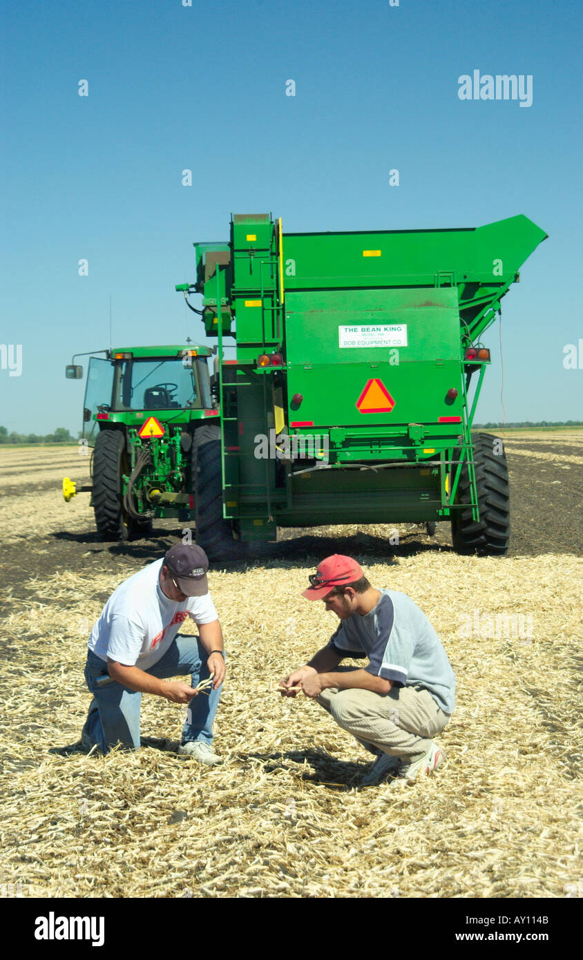 Bean threshing hi-res stock photography and images - Alamy