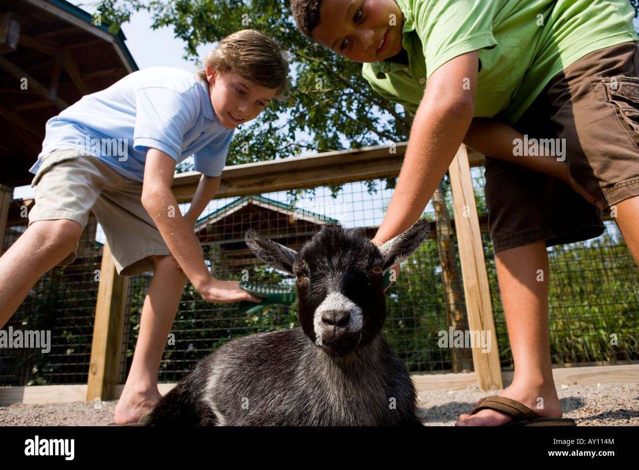 Low angle view of teenage boys grooming a goat in the petting zoo Stock ...