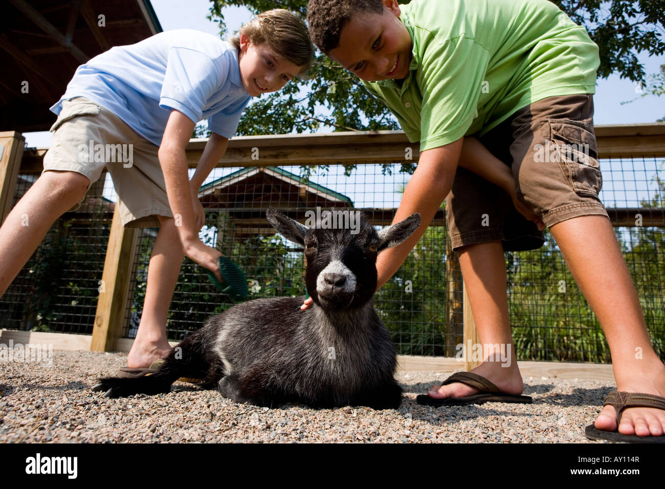 Low angle view of teenage boys grooming a goat in the petting zoo Stock ...