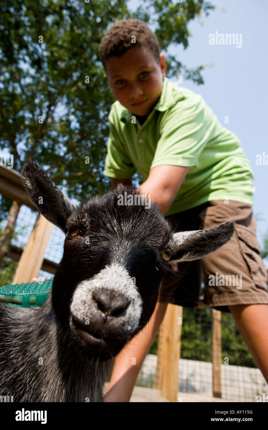 Portrait of teenage boy grooming goat in a petting zoo Stock Photo - Alamy