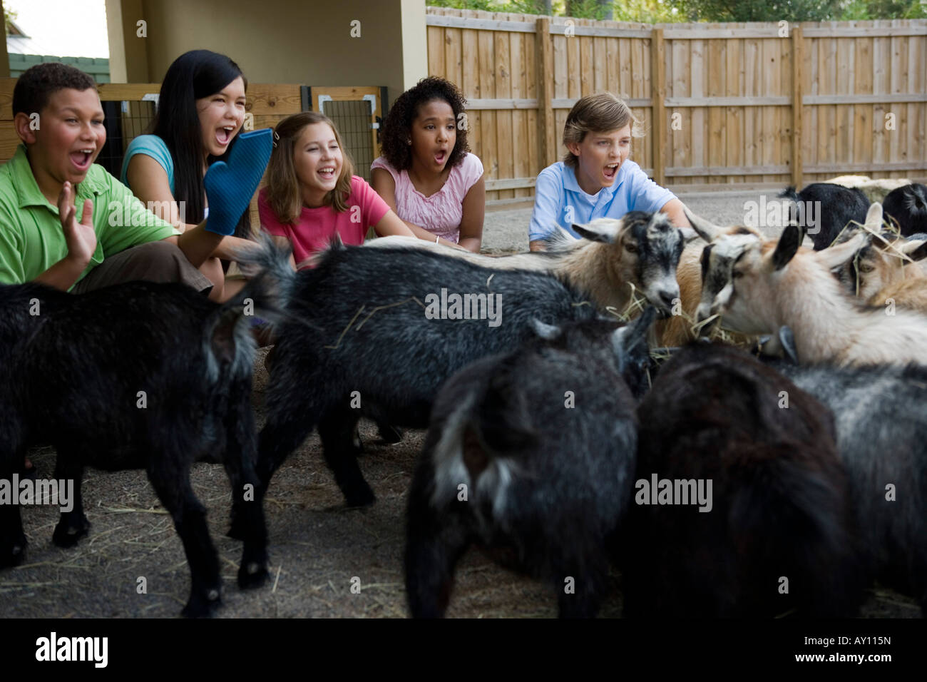 Teenagers grooming goats in the petting zoo Stock Photo - Alamy