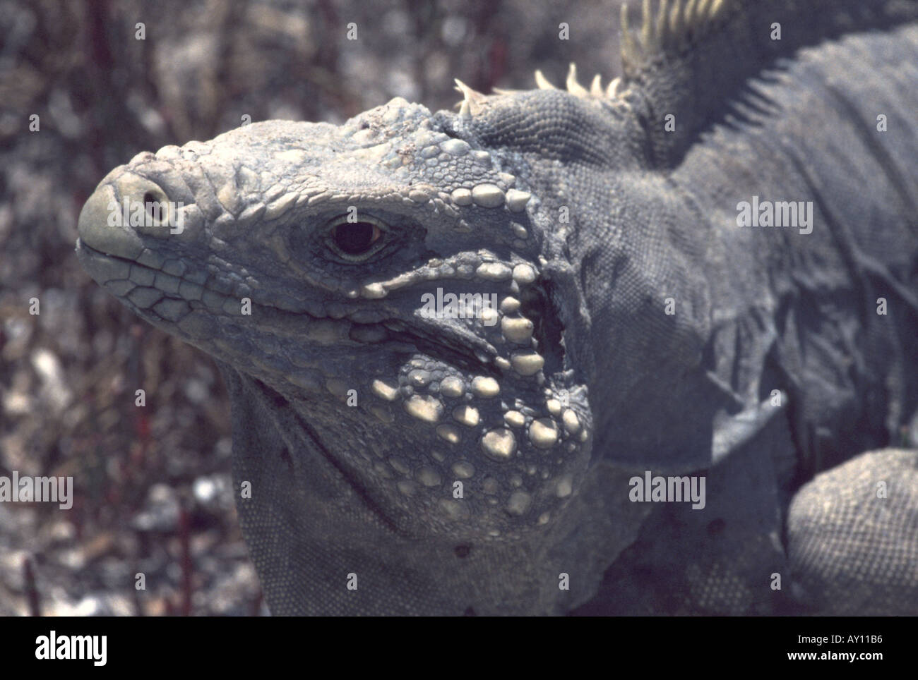 Igana hi-res stock photography and images - Alamy