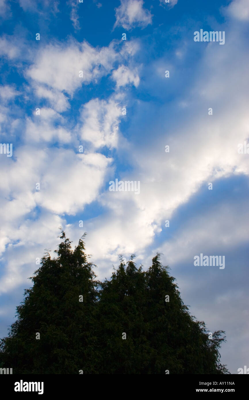 Two treetops hi-res stock photography and images - Alamy