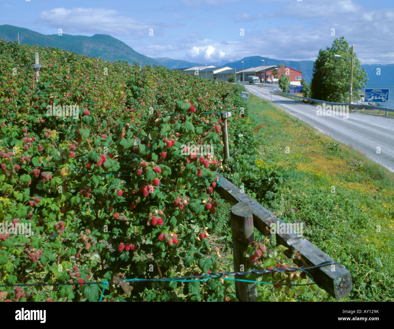 Soft fruit farming; field of raspberry canes beside Sognefjord, Sogn og ...