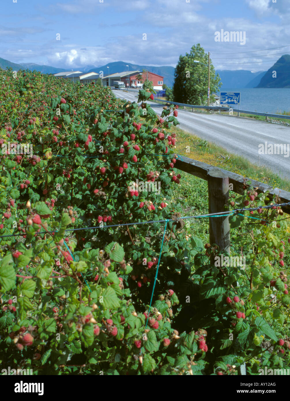 Soft fruit farming; field of raspberry canes beside Sognefjord, Sogn og ...