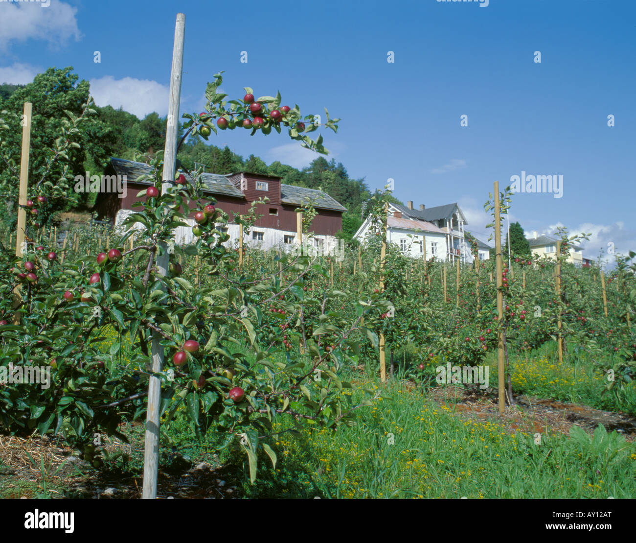 Staked apple trees hi-res stock photography and images - Alamy