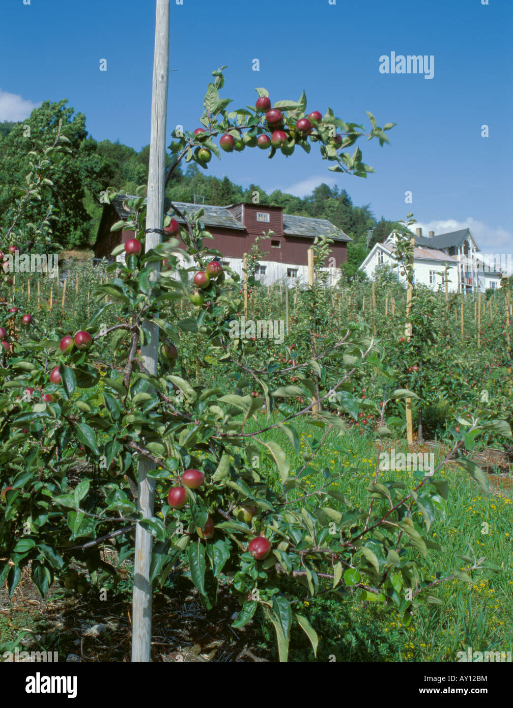 Fruit growing; apple tree orchard and old wooden farm buildings beside ...