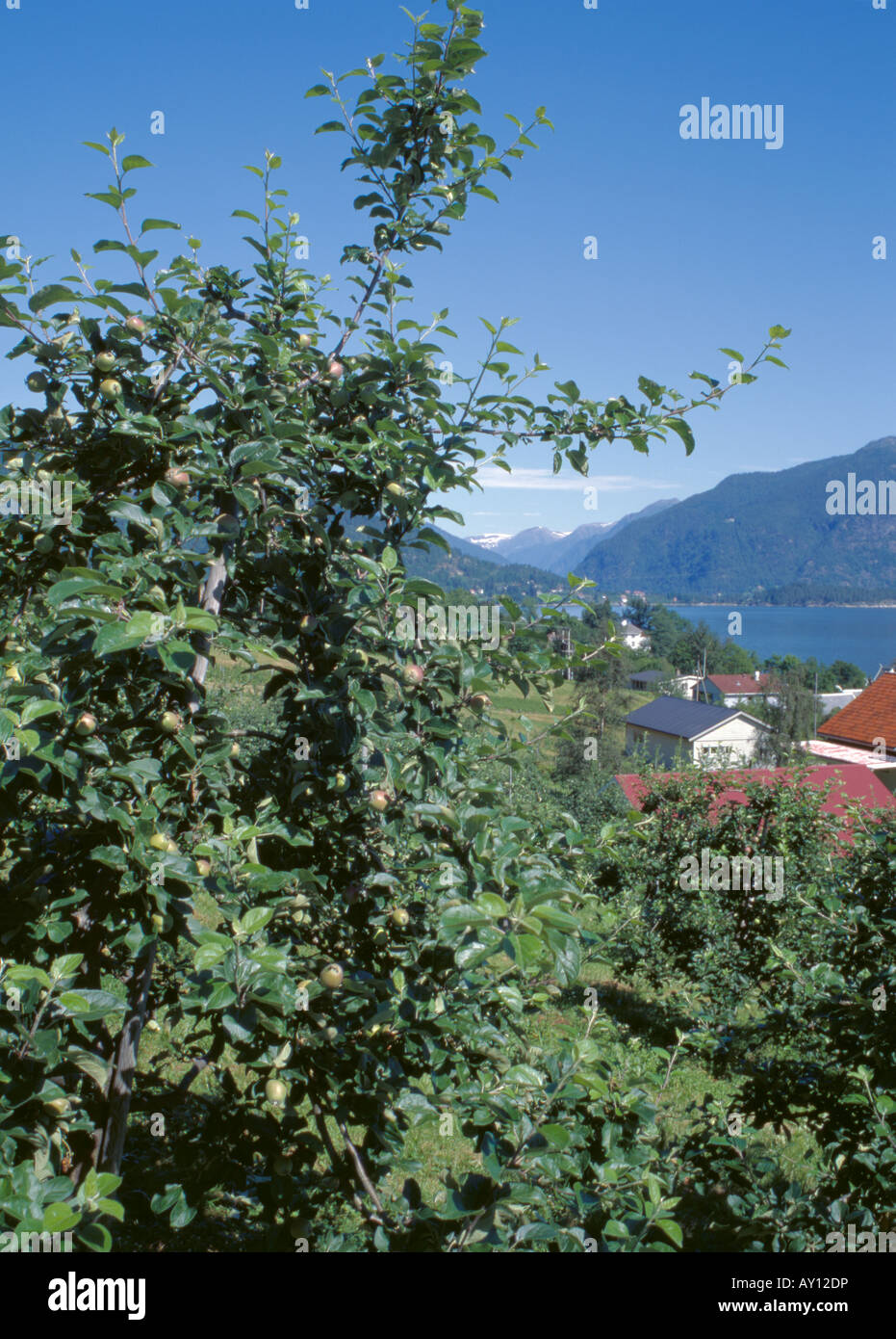 Staked apple trees hi-res stock photography and images - Alamy