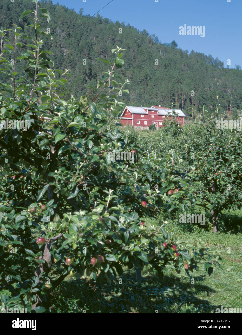 Staked apple trees hi-res stock photography and images - Alamy