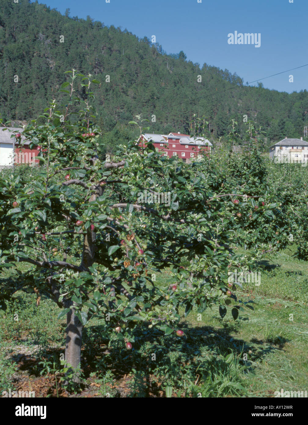 Staked apple trees hi-res stock photography and images - Alamy