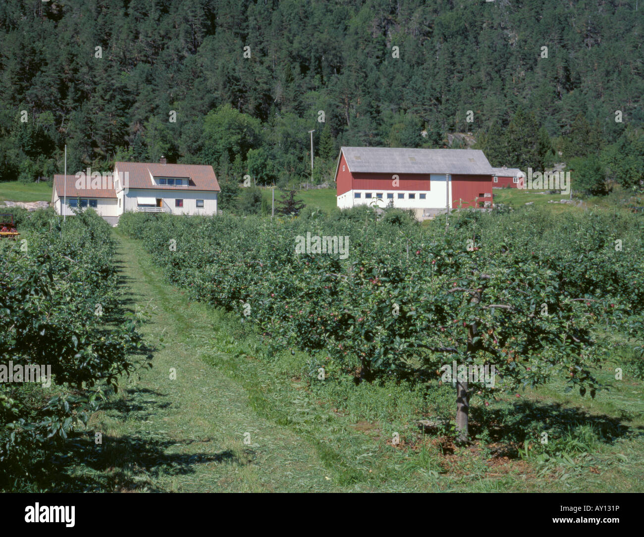 Fruit growing apple tree orchard and wooden farm buildings beside ...