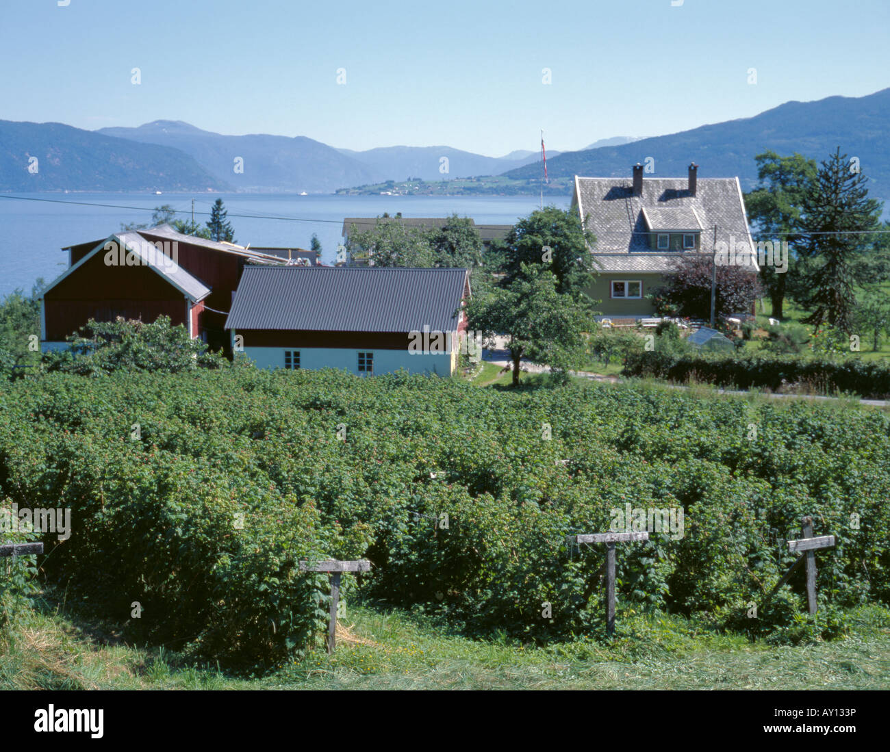 Soft fruit farming; field of raspberry canes and farm buildings beside ...