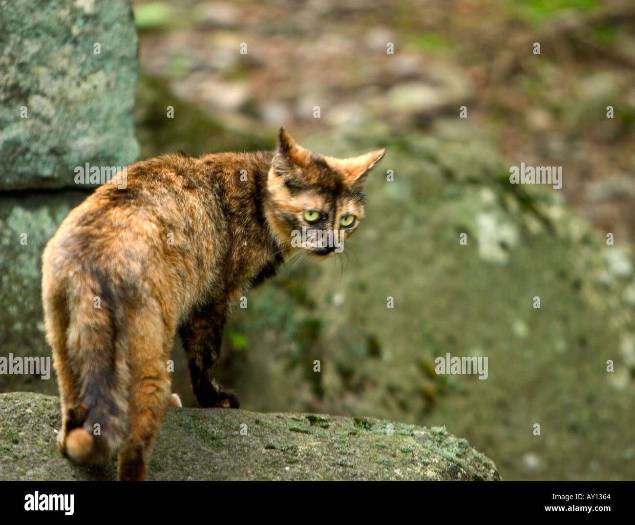 Stray Cat in Nikko Stock Photo - Alamy