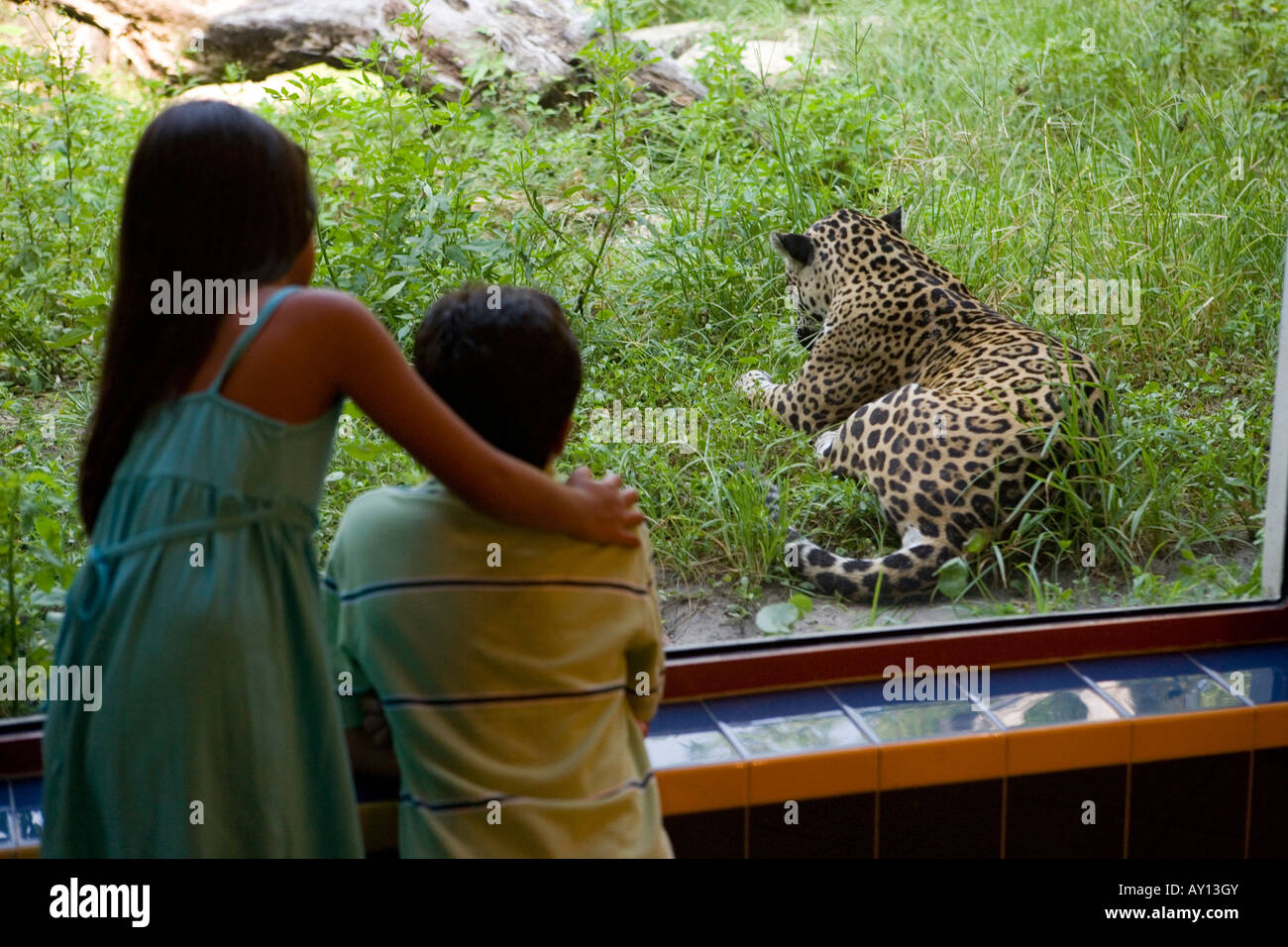Rear view of boy and girl looking at leopard Stock Photo - Alamy
