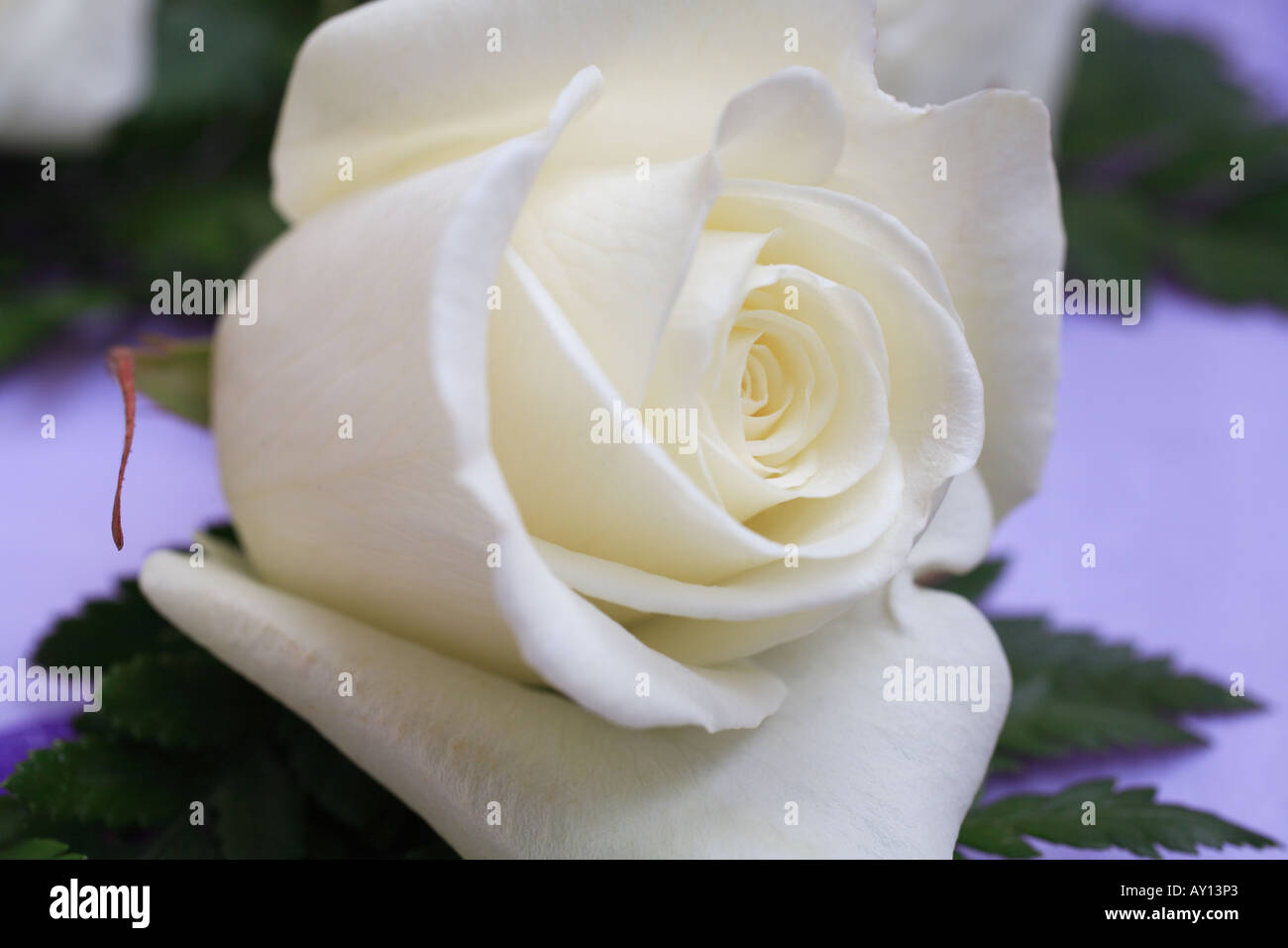 Single cream flowers hi-res stock photography and images - Alamy