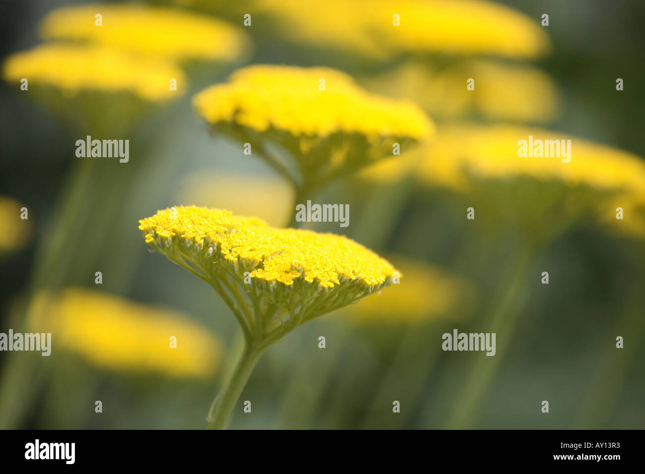 Yellow ageratum hi-res stock photography and images - Alamy