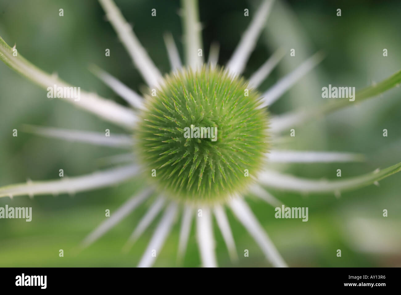 Dipsacus plant hi-res stock photography and images - Alamy