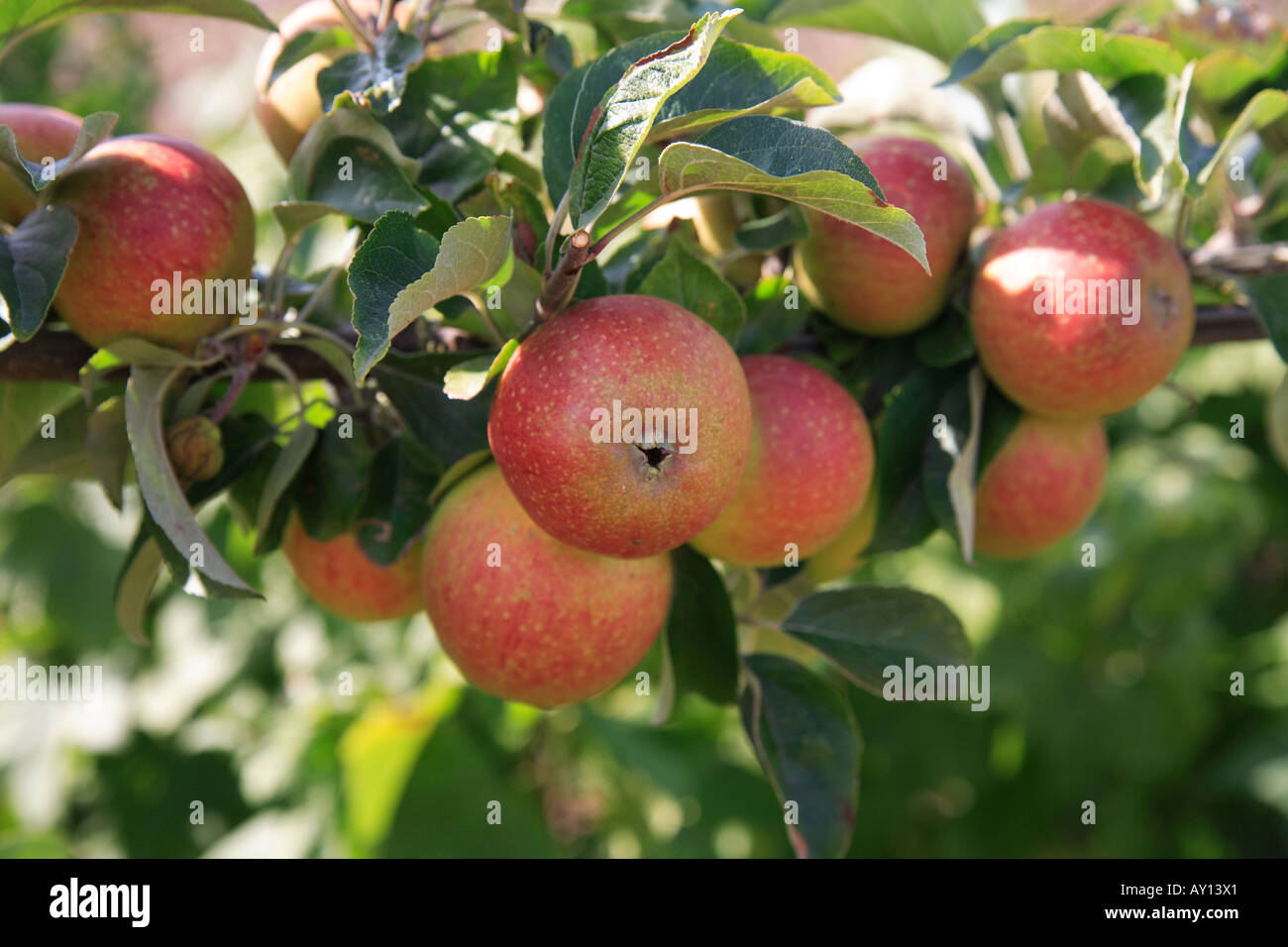 Cox apples tree hi-res stock photography and images - Alamy