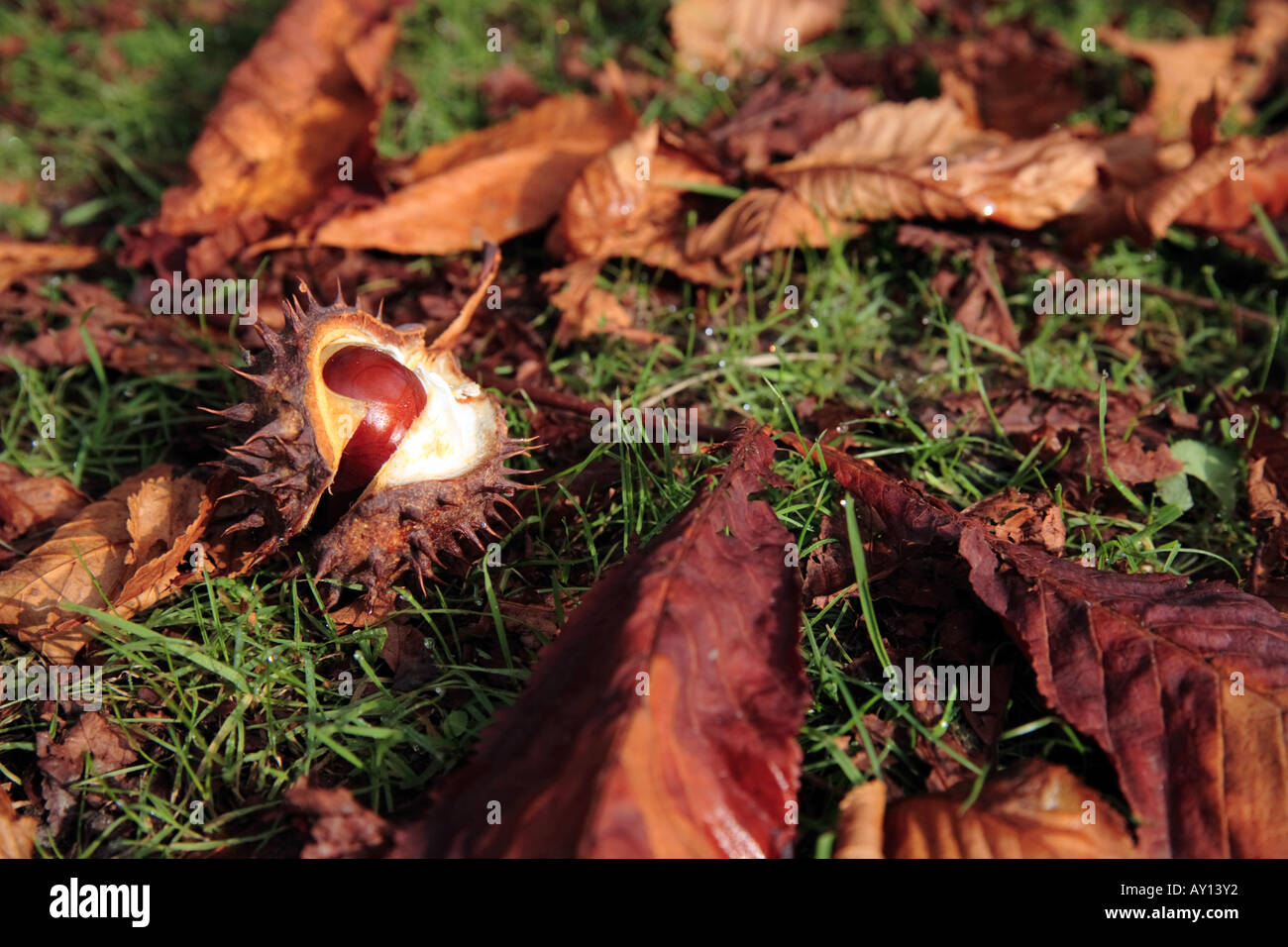 "Conker" and leaves, horse chestnut in shell autumn england Stock Photo ...
