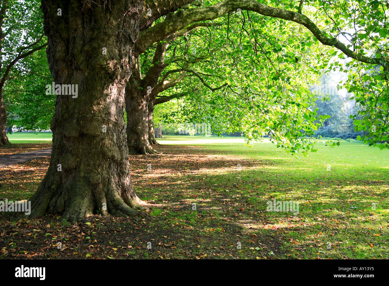 Sycamore trees "Midsummer Common Cambridge Stock Photo - Alamy