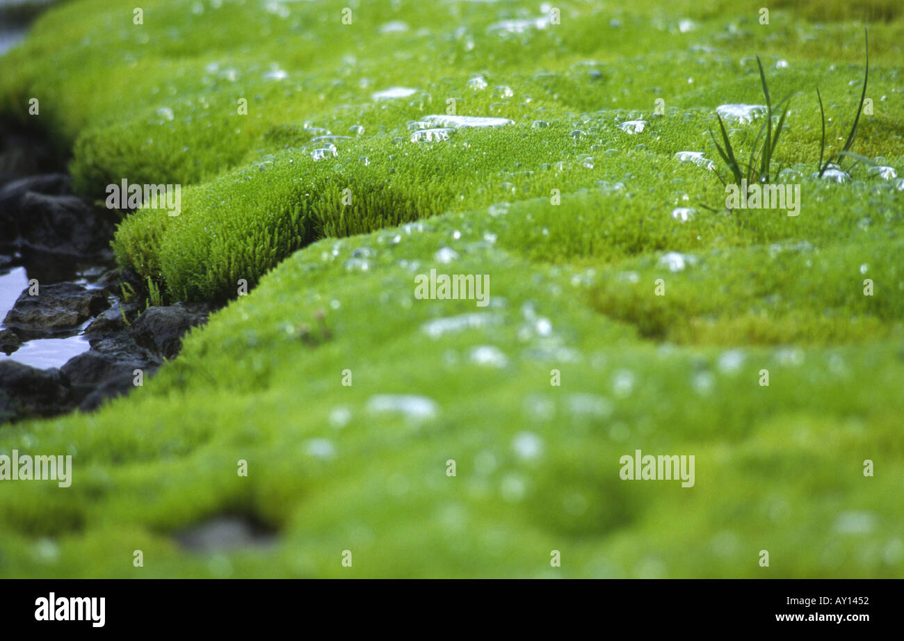 Water Pearls on Green Moss Iceland Stock Photo - Alamy