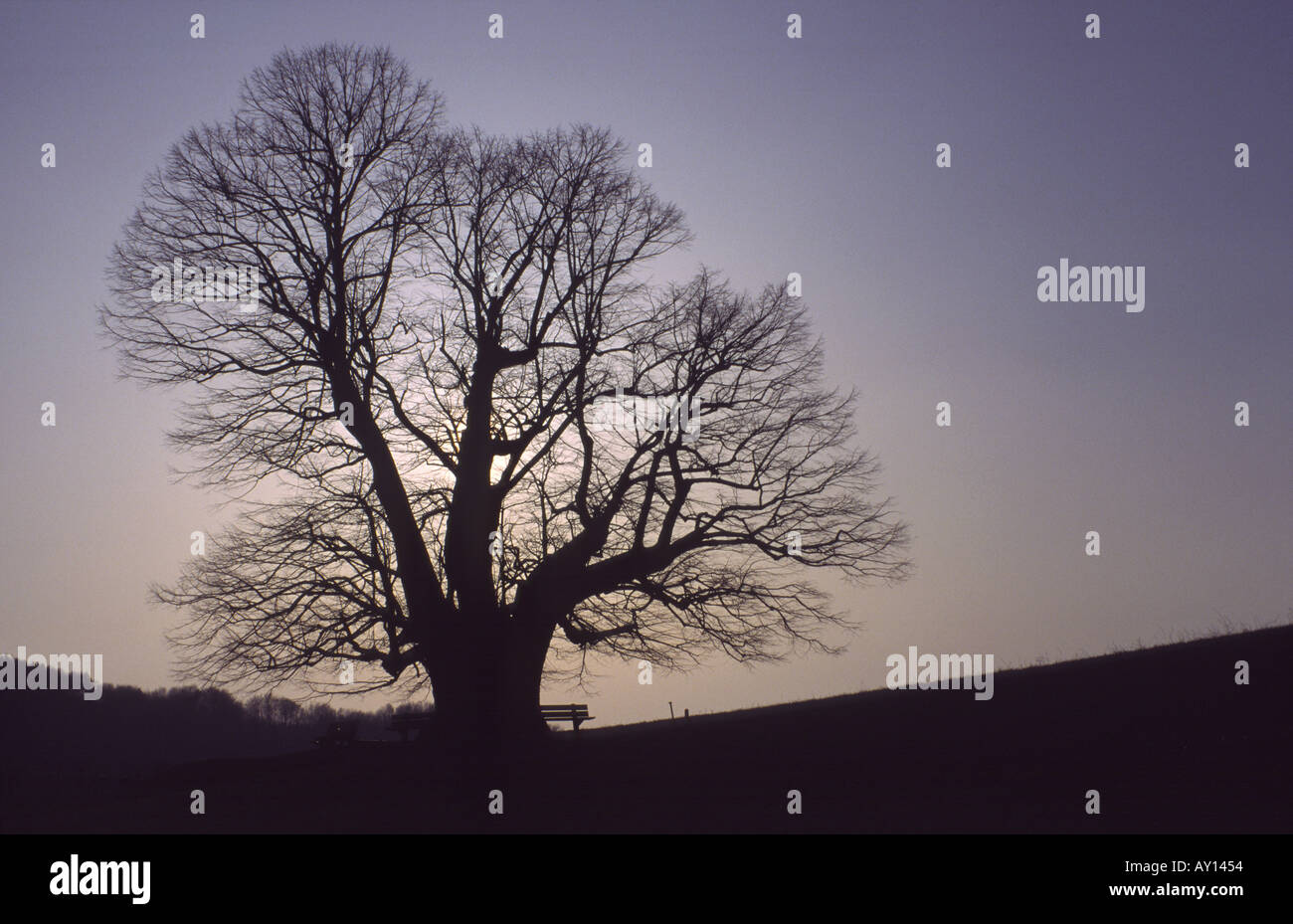 Lime tree designs hi-res stock photography and images - Alamy