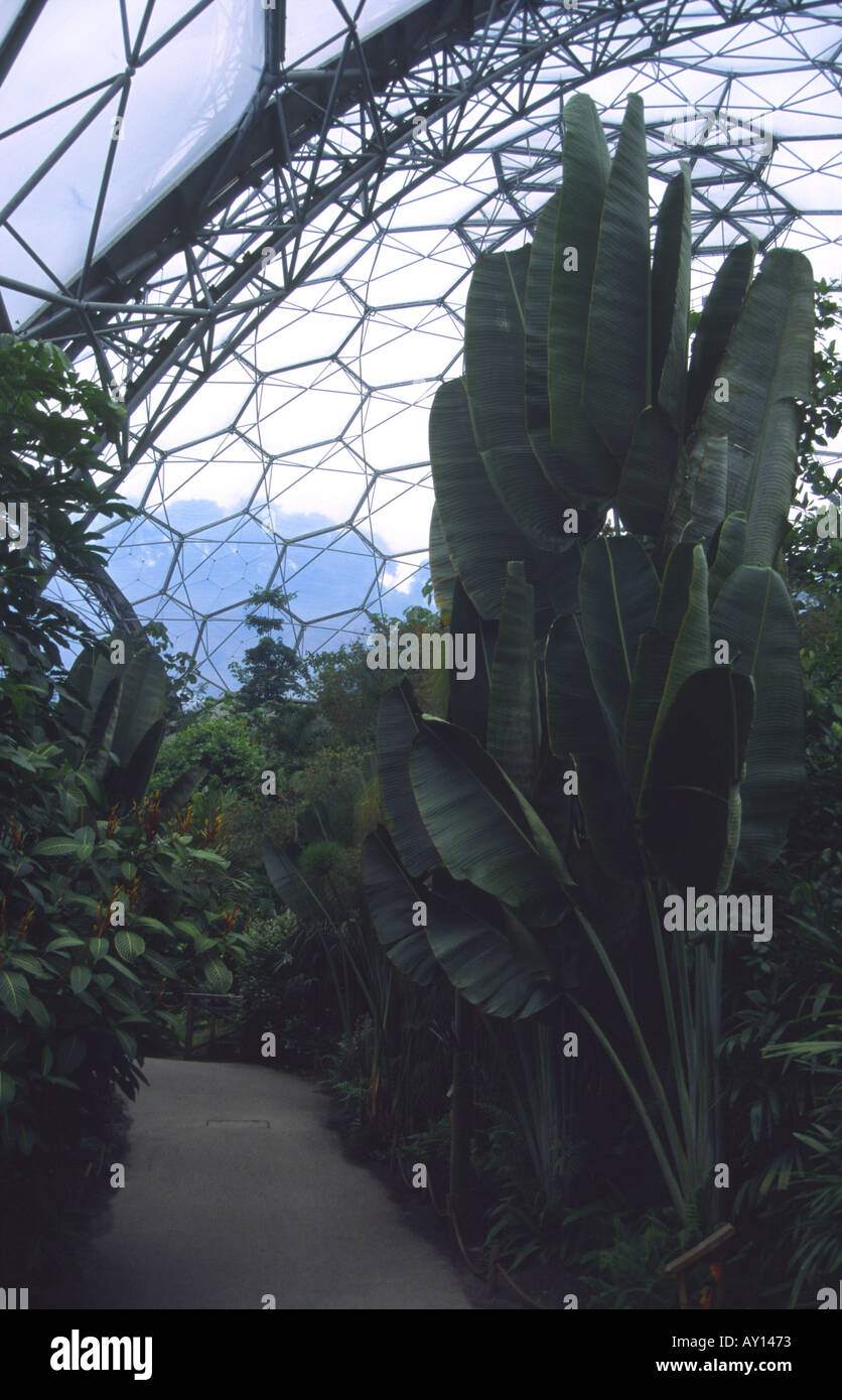 Inside Eden Project Dome Cornwall Stock Photo - Alamy