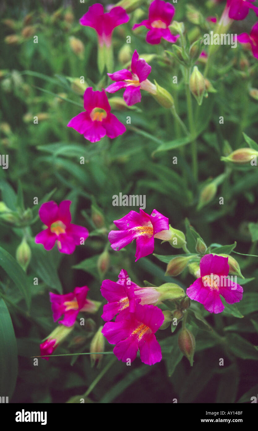 Lewis Monkey Flower High Resolution Stock Photography and Images - Alamy