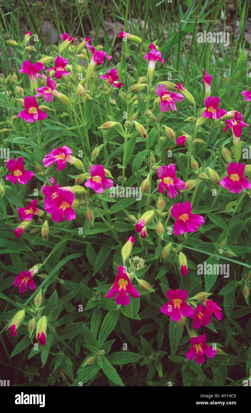 Lewis Monkey Flower High Resolution Stock Photography and Images - Alamy