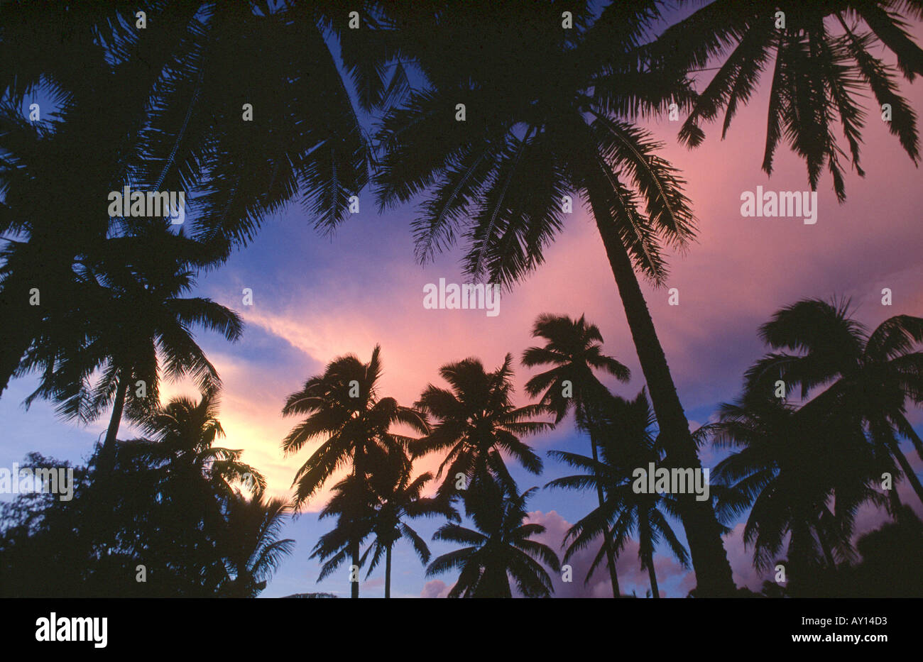 Tropical islands palm trees hi-res stock photography and images - Alamy
