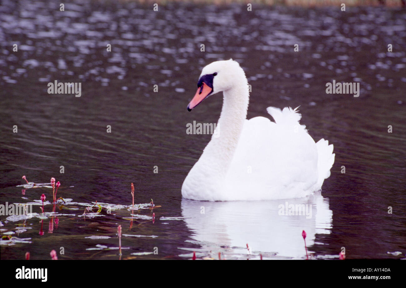 Native birds of ireland hi-res stock photography and images - Alamy
